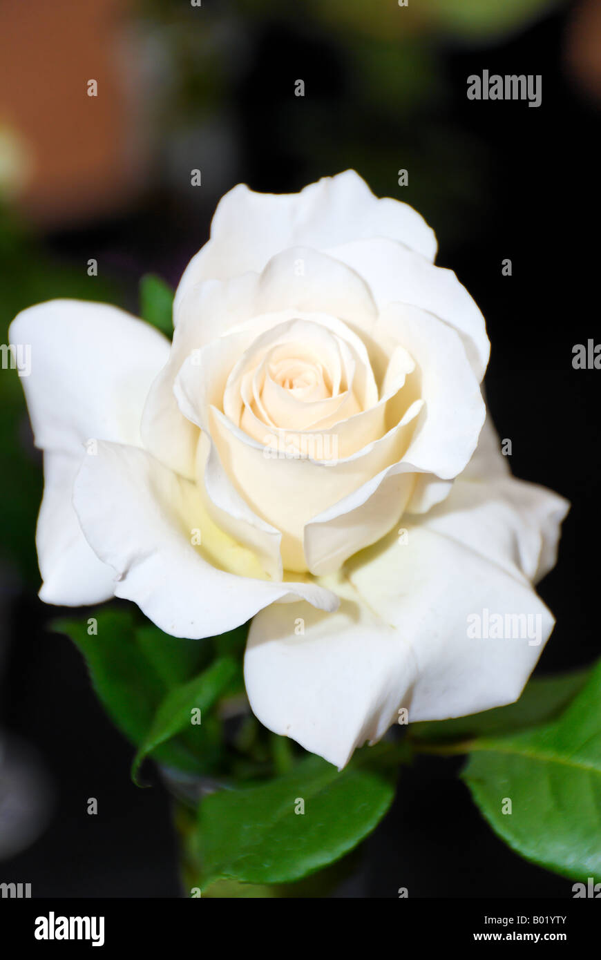 closeup of a white rose Stock Photo - Alamy