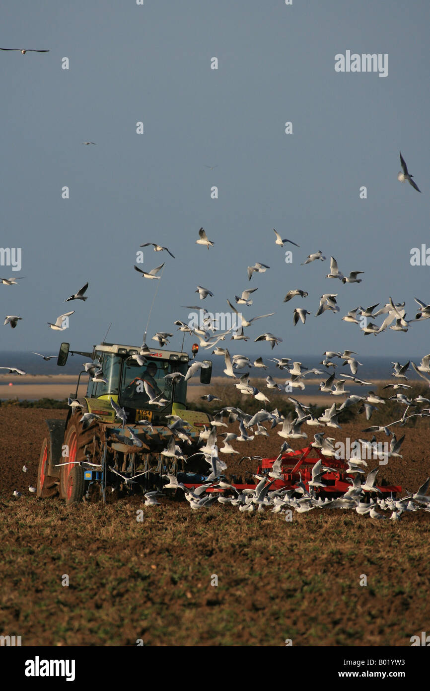 Gulls behind a ploughing tractor Stock Photo - Alamy