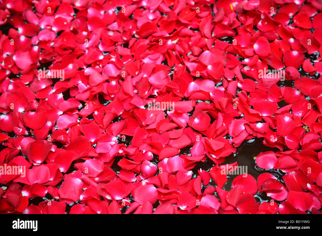 Rose petals floating in water Stock Photo - Alamy