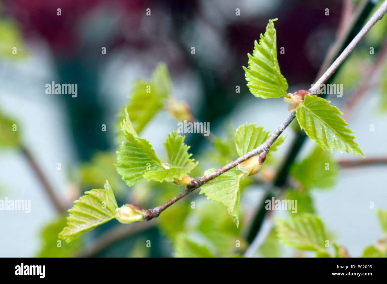 Birch leaf emerging in spring (Betula pendula Stock Photo - Alamy