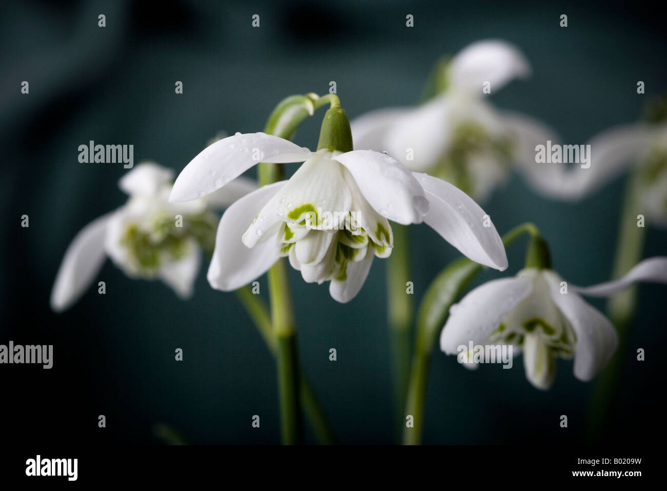 Close up snowdrops Stock Photo - Alamy