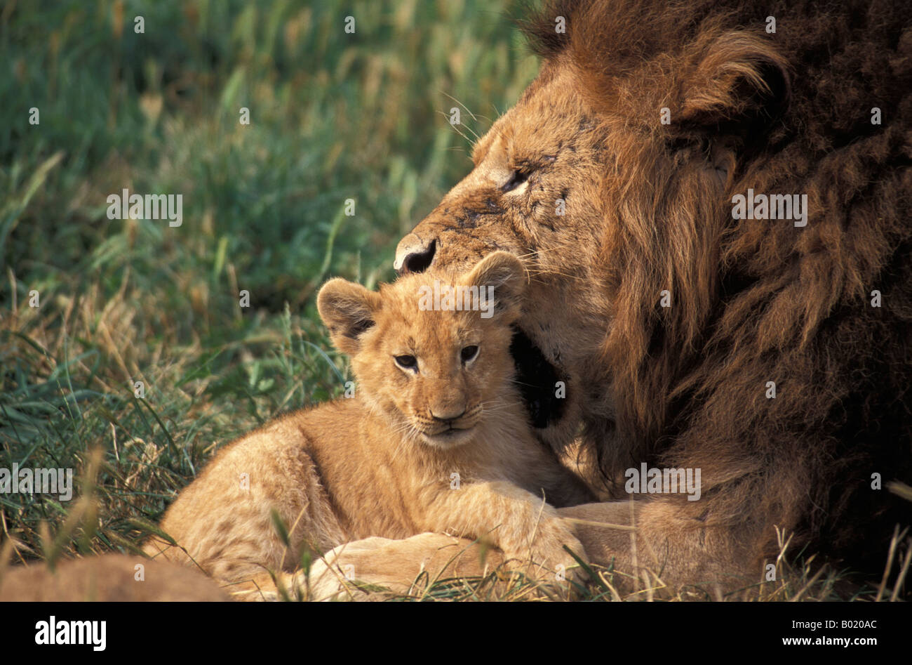 MALE LION WITH 2 MONTH OLD CUB PANTHERA LEO MASAI MARA KENYA AFRICA ...