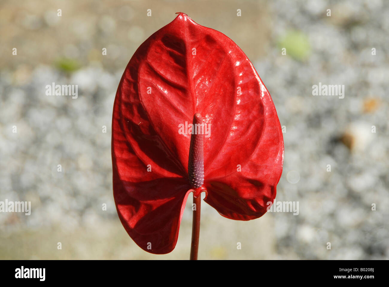 Anthurium flower india hi-res stock photography and images - Alamy