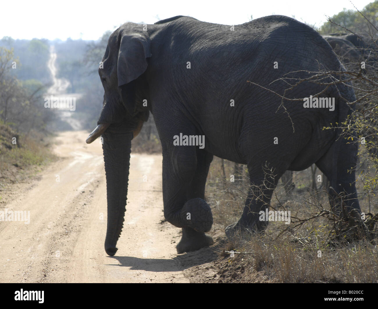 Elephantportrait hi-res stock photography and images - Alamy