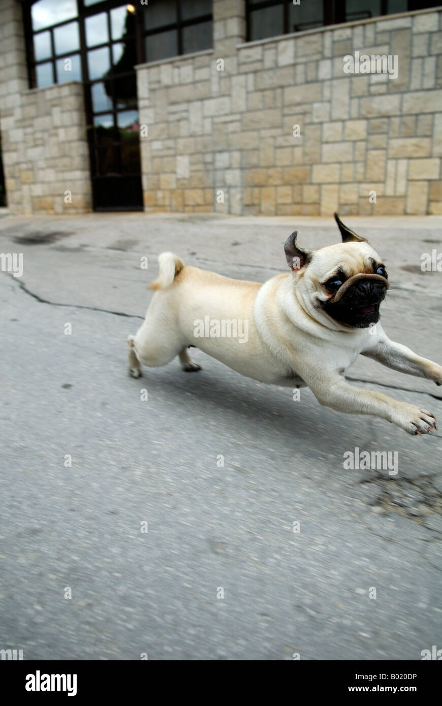 Pug dog running looking into camera Stock Photo - Alamy