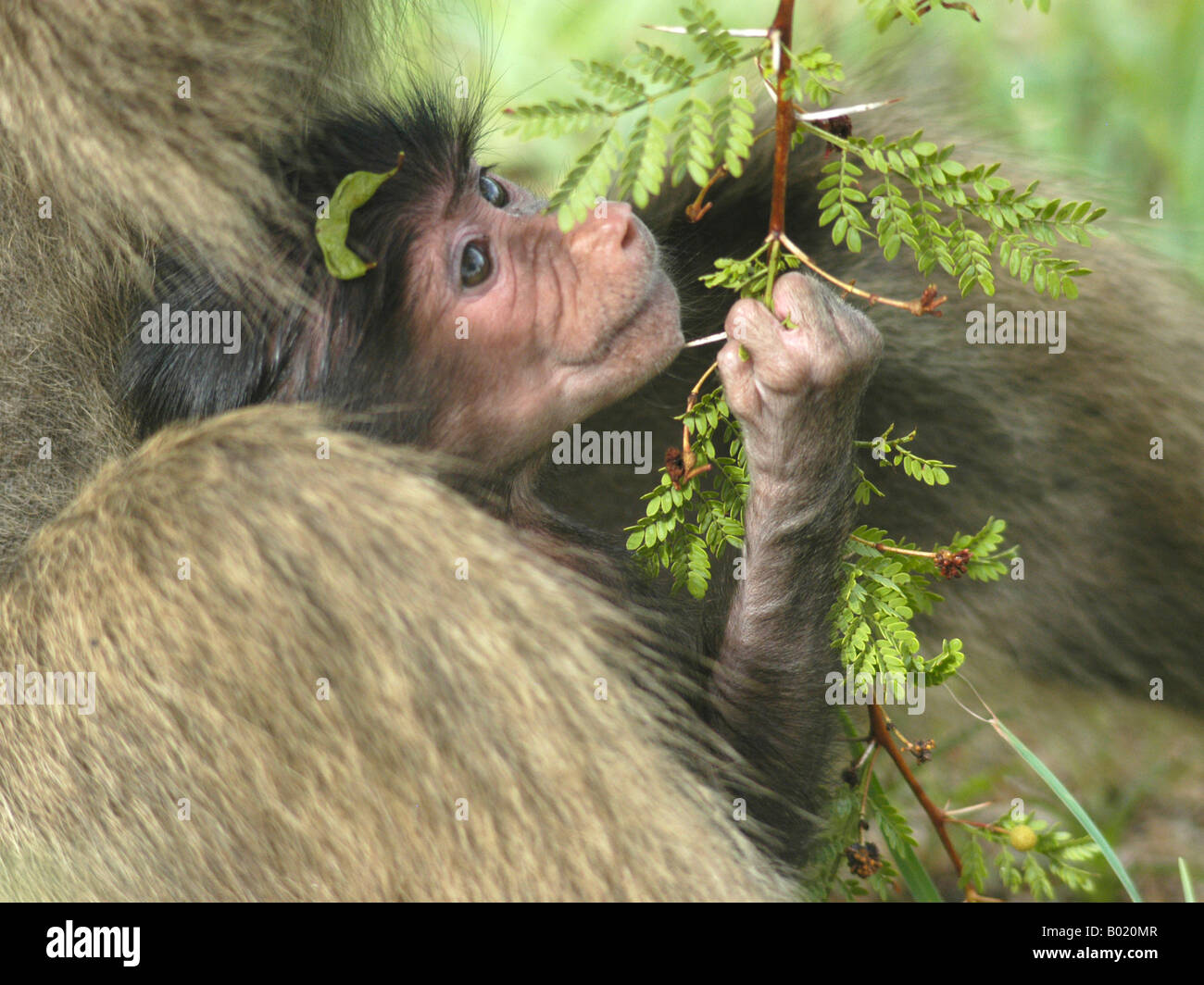 young baboon, safe in mothers arms 1 Stock Photo - Alamy
