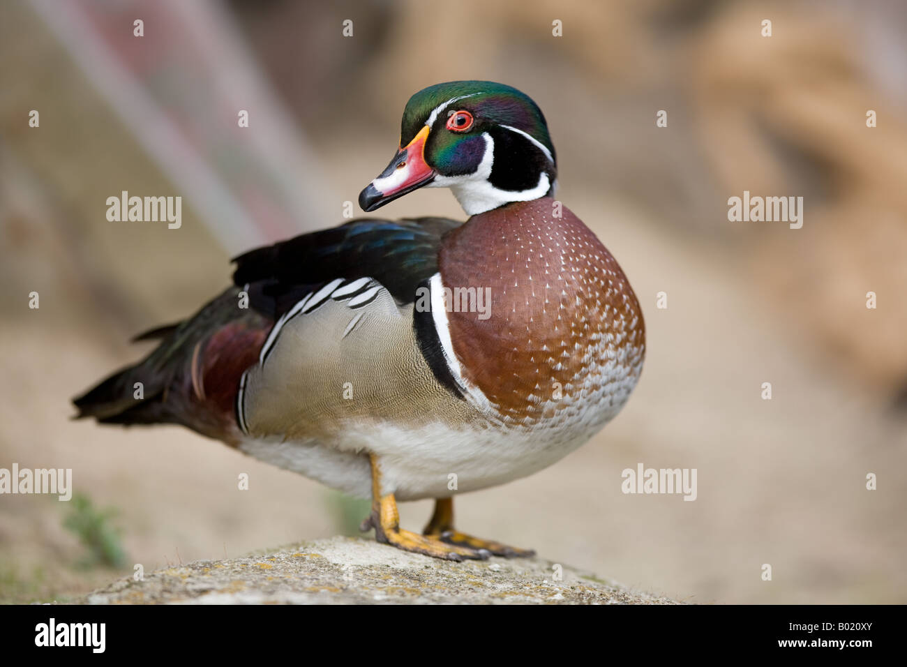 male Wood duck - Aix sponsa Stock Photo - Alamy