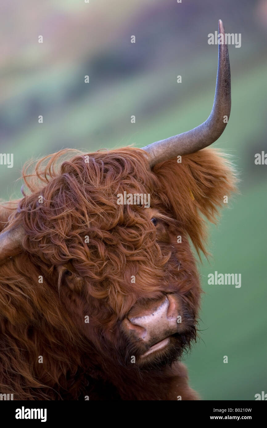 ABERDEEN ANGUS COW Stock Photo - Alamy