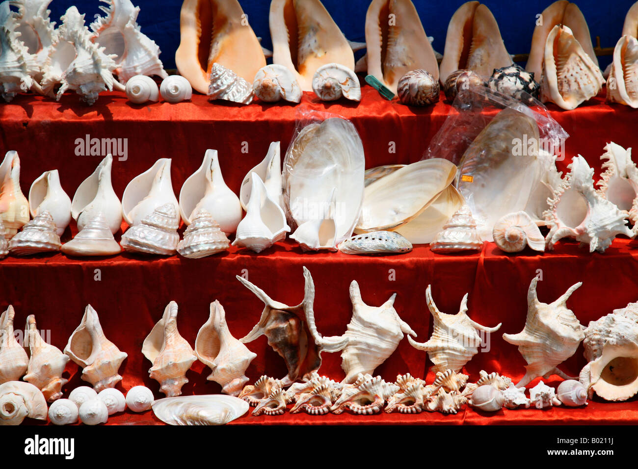Conks and sea shells on display in fort Kochi,kerala,india Stock Photo ...