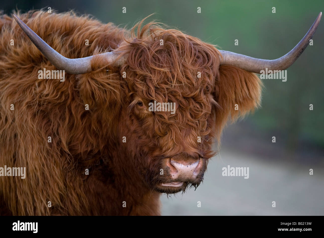 ABERDEEN ANGUS COW Stock Photo - Alamy