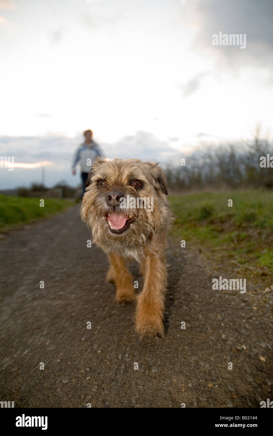Walking a Dog - Low Level Stock Photo - Alamy