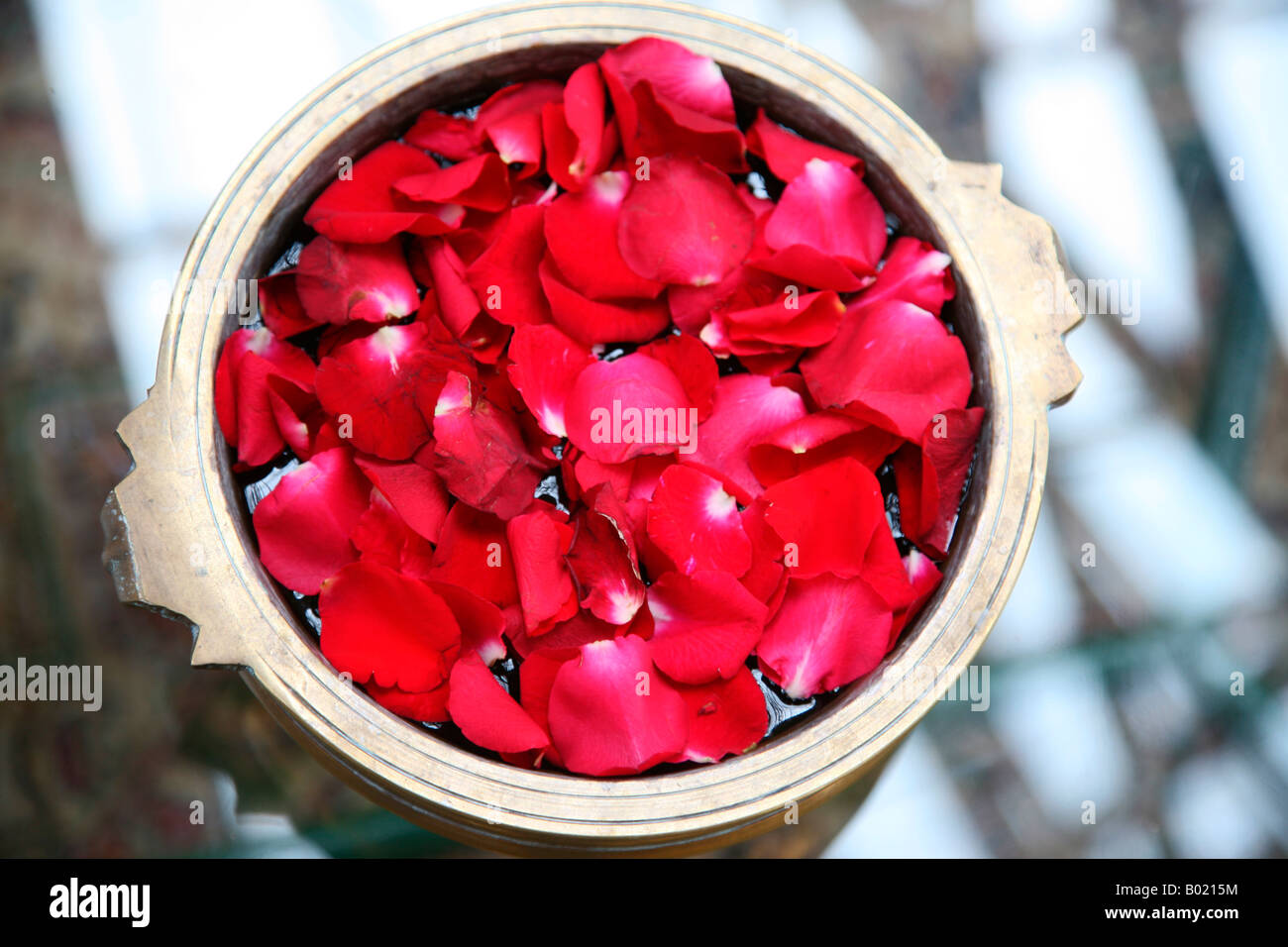 Rose petals floating in brass container- a floral decoration in kerala ...