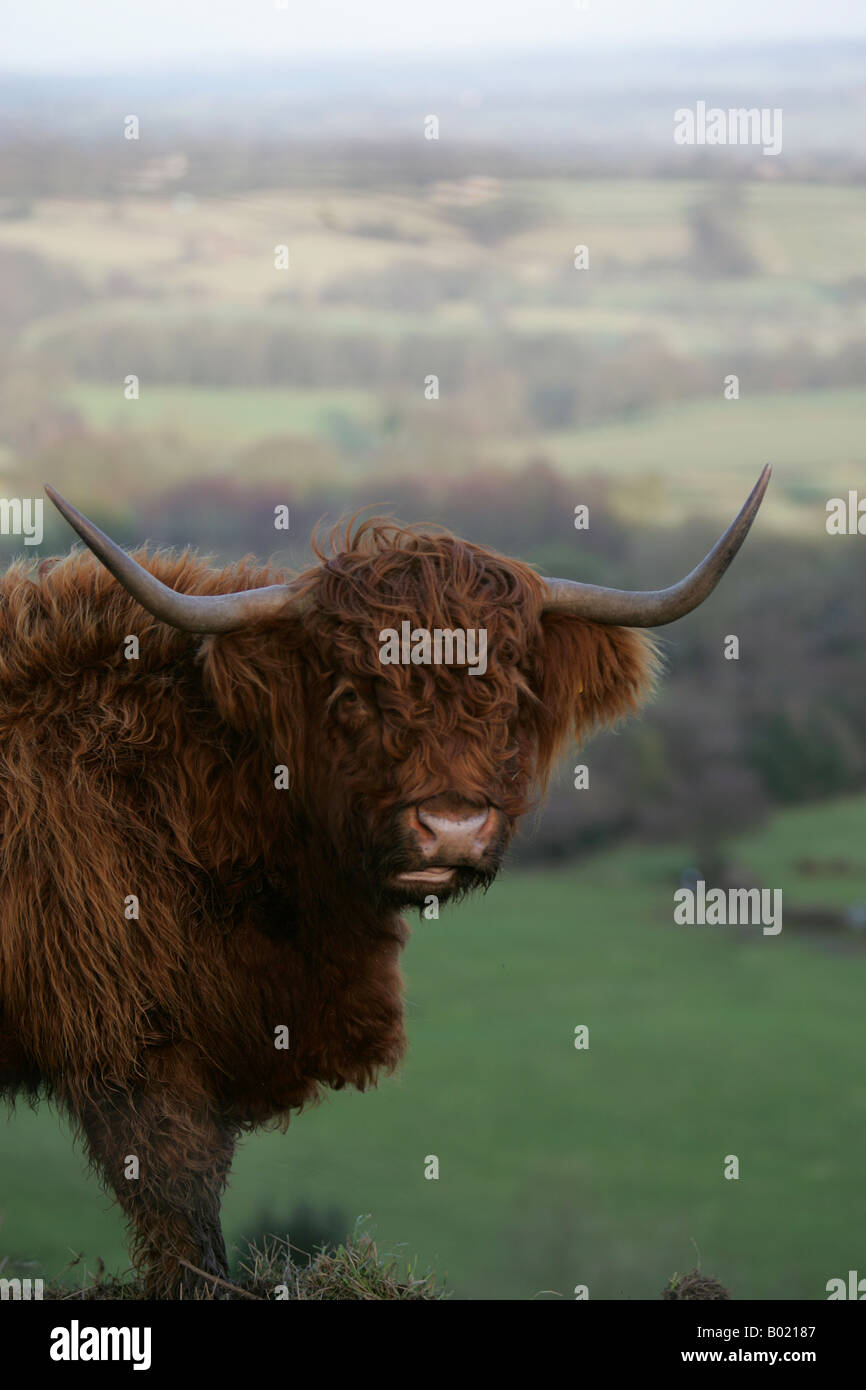 ABERDEEN ANGUS COW Stock Photo - Alamy