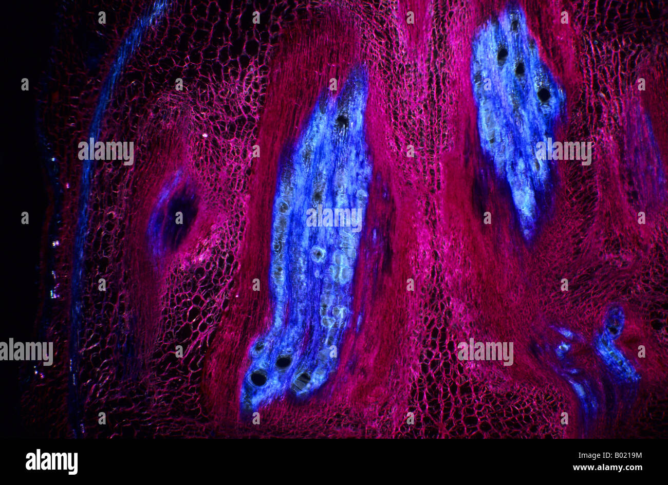 Xylem vessel hi-res stock photography and images - Alamy