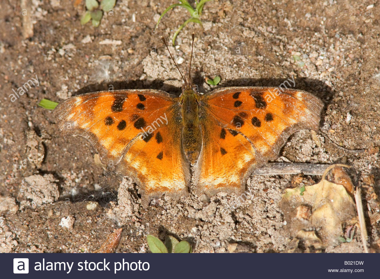 Anglewing High Resolution Stock Photography and Images - Alamy