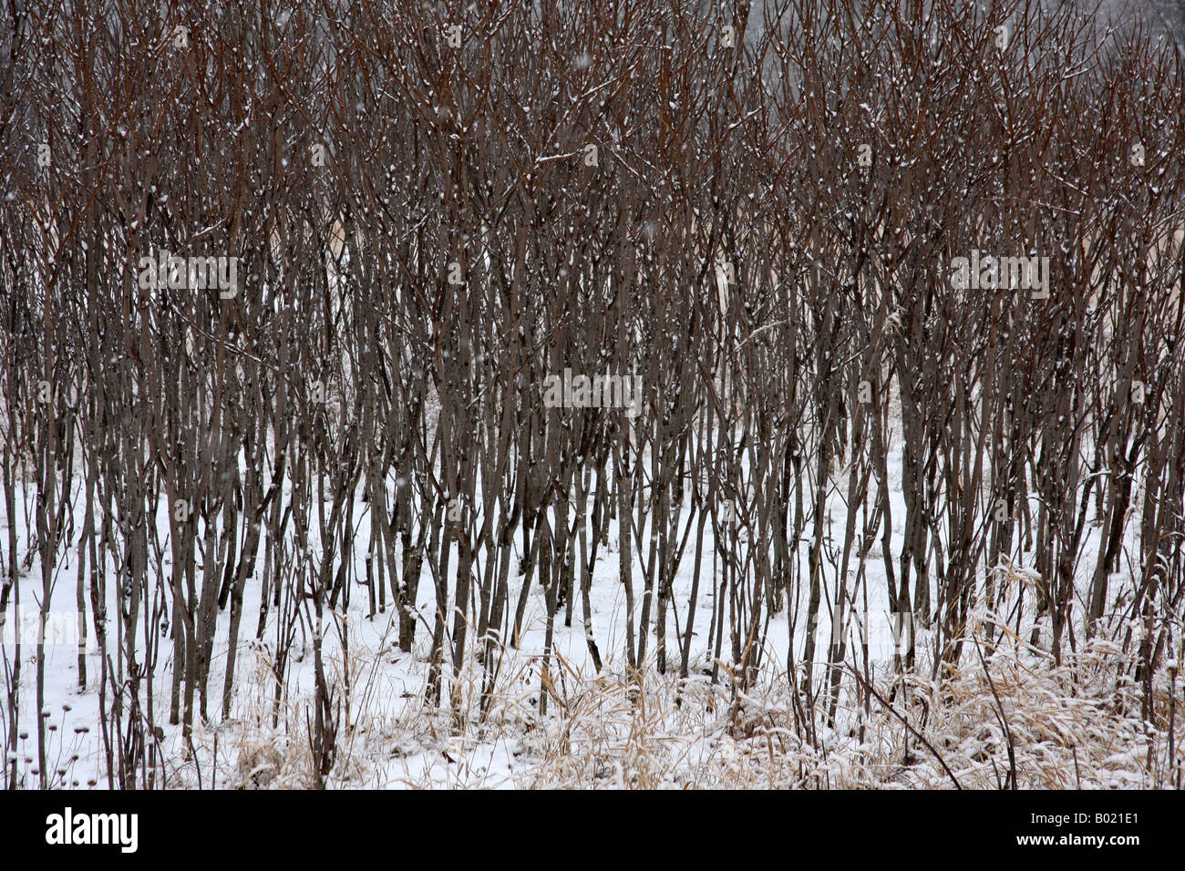 Winter sumac hi-res stock photography and images - Alamy