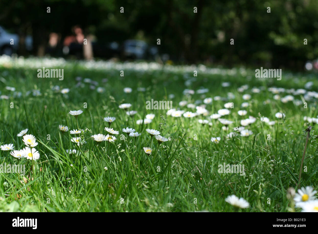 Spring daisies in the park, Sacramento, California, United States Stock ...