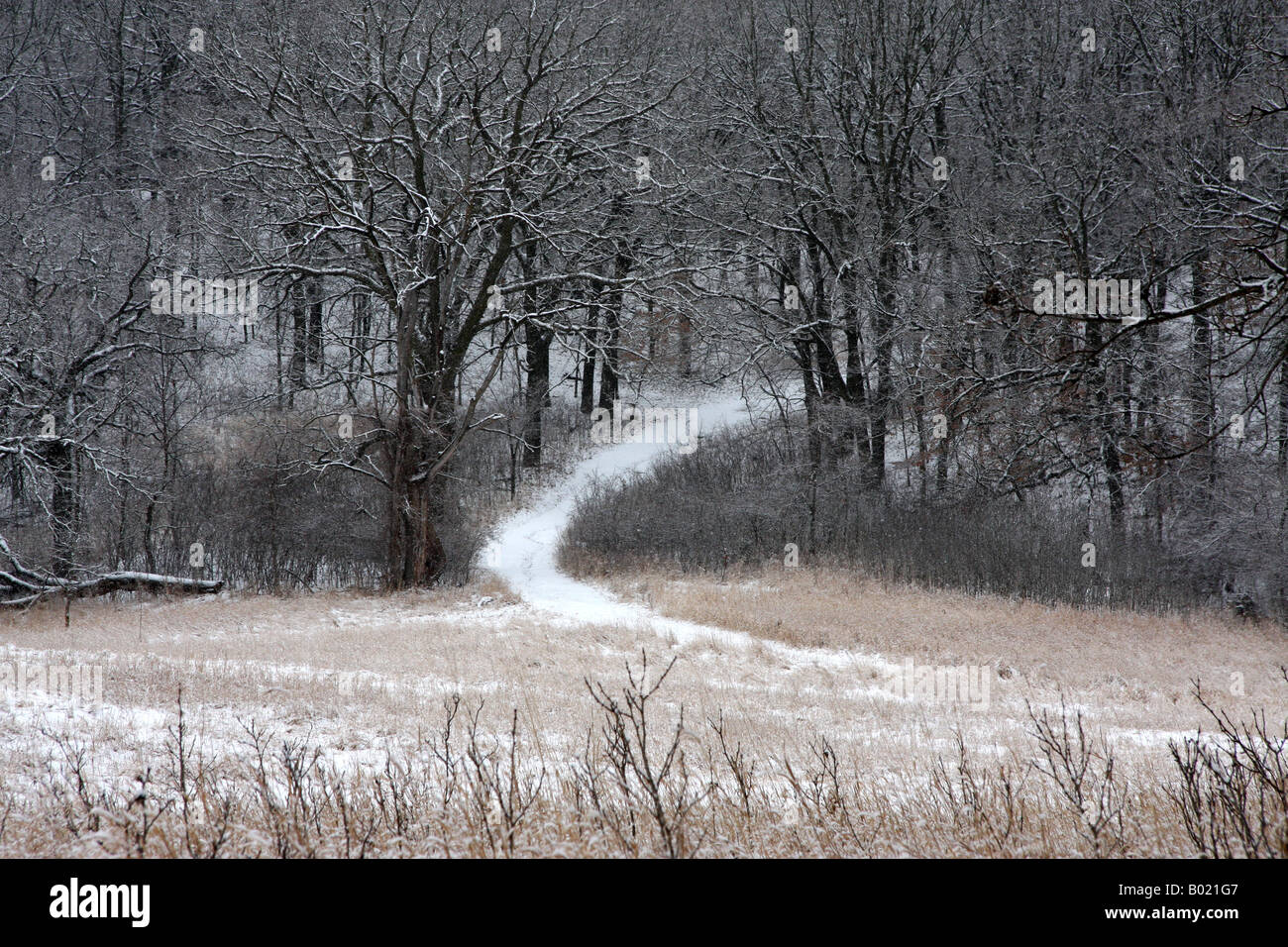 Snow covered path leading into forest Stock Photo - Alamy
