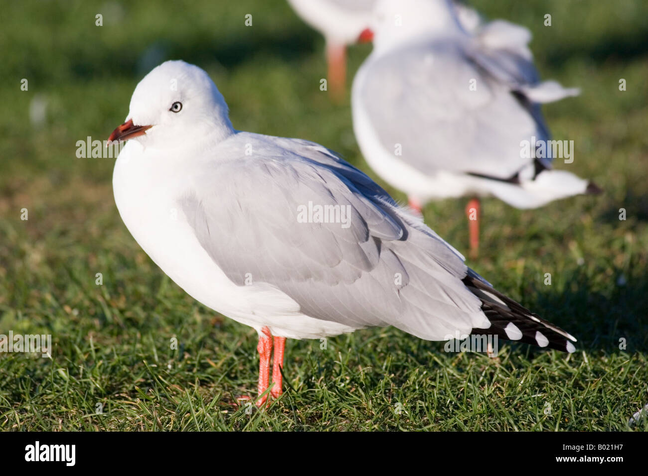 Red billed gulls Rotorua New Zealand Stock Photo - Alamy