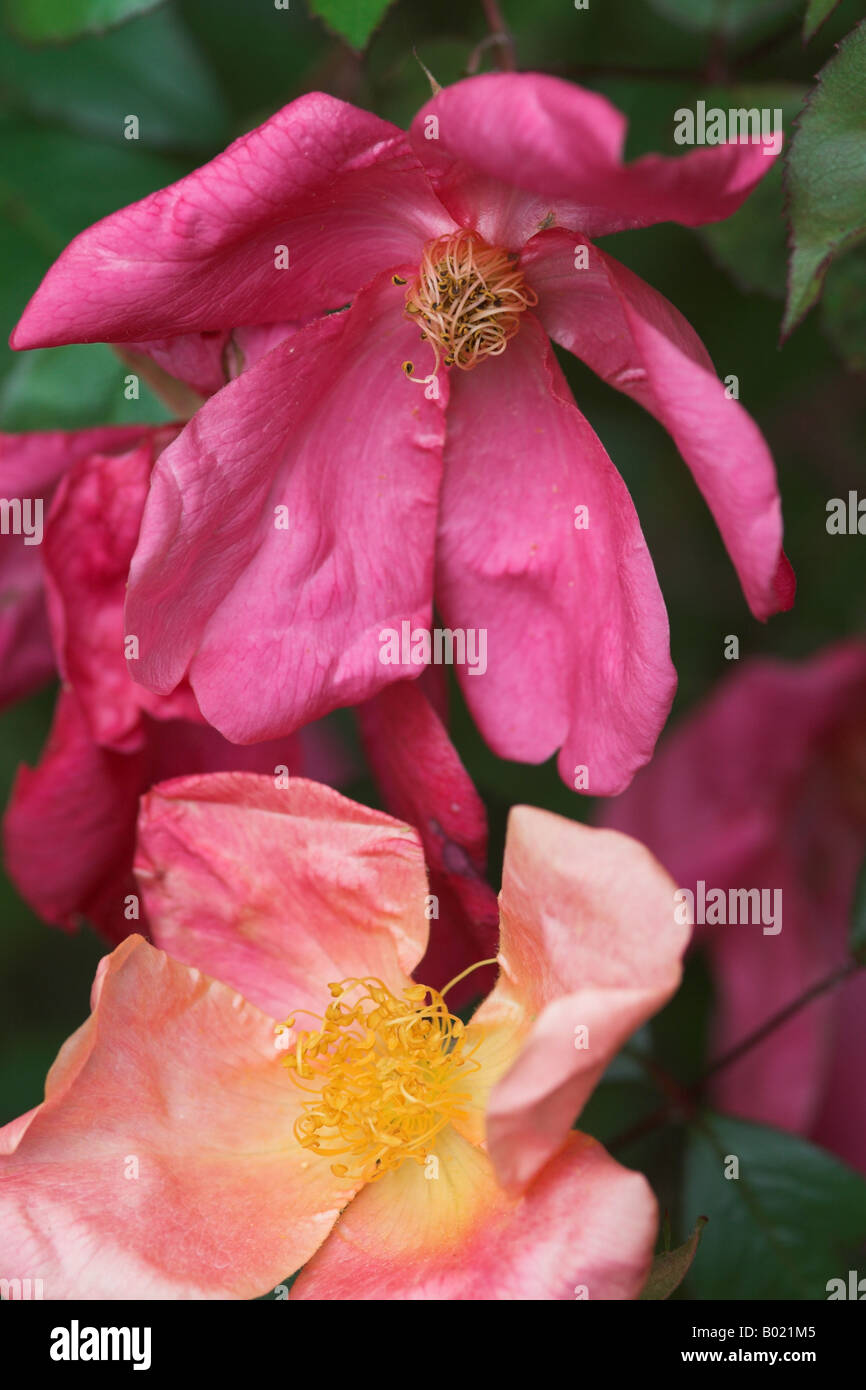Close up of pink roses starting to wilt in an English garden Stock ...