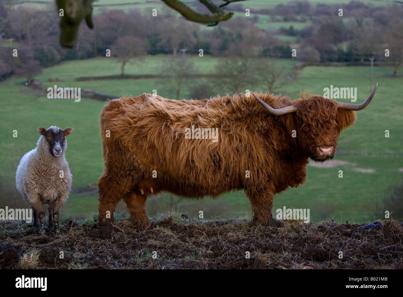 SHEEP AND ABERDEEN ANGUS COW Stock Photo - Alamy