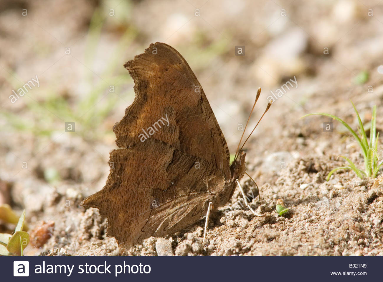 Anglewing High Resolution Stock Photography and Images - Alamy