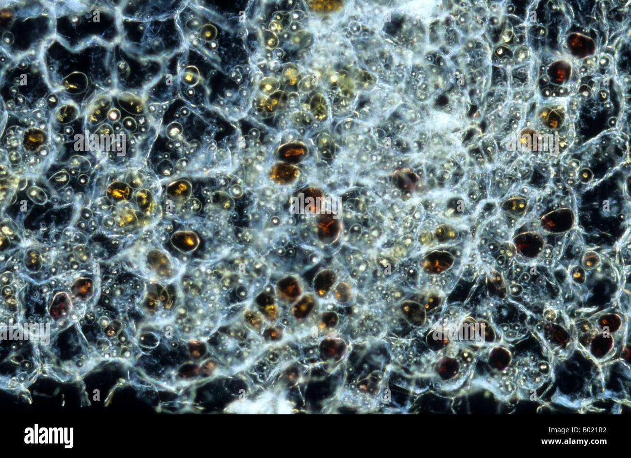 Grains of starch Stock Photo - Alamy