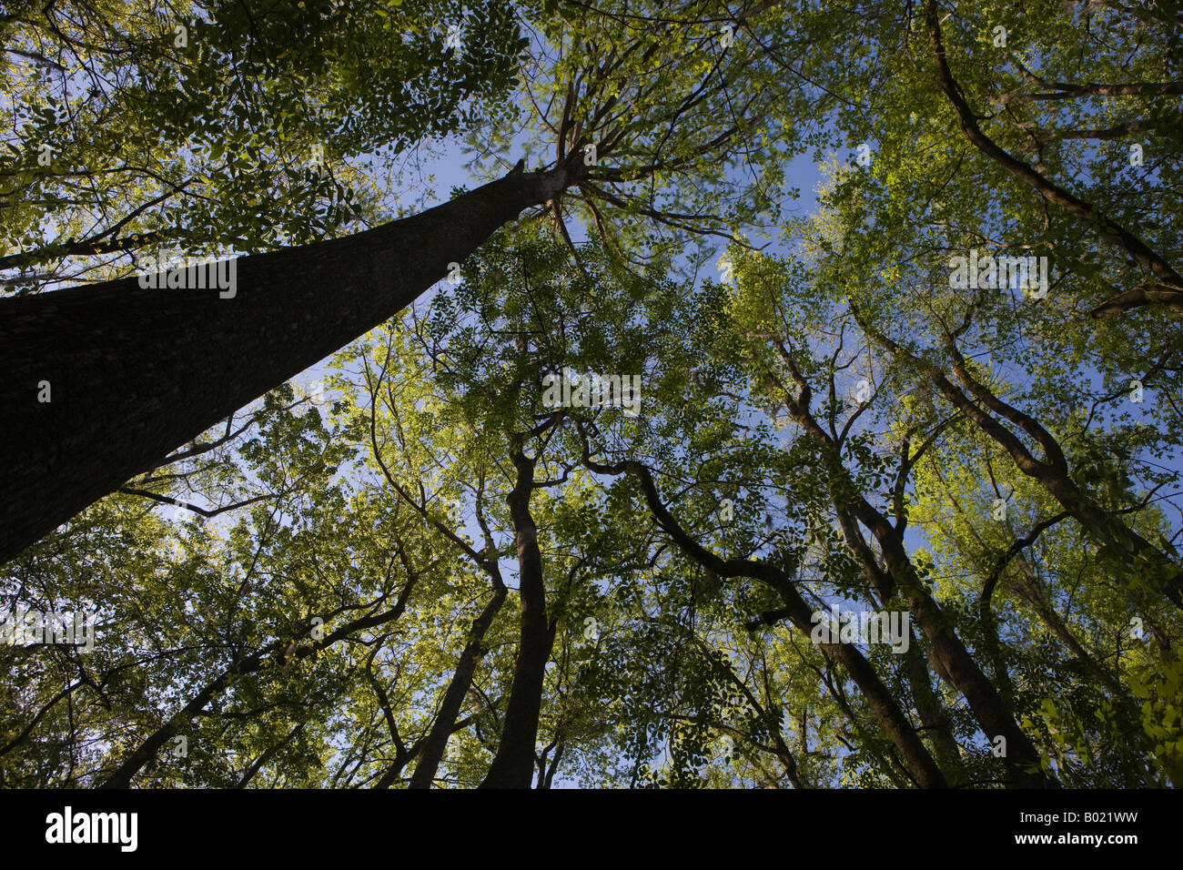 The forest canopy created by bald cypress and tupelo trees in Congaree ...
