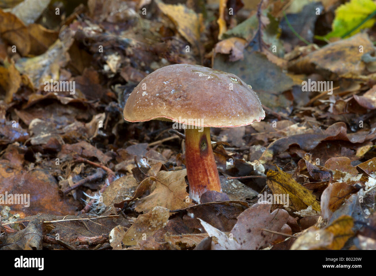 Red Cracked Boletus Stock Photo - Alamy