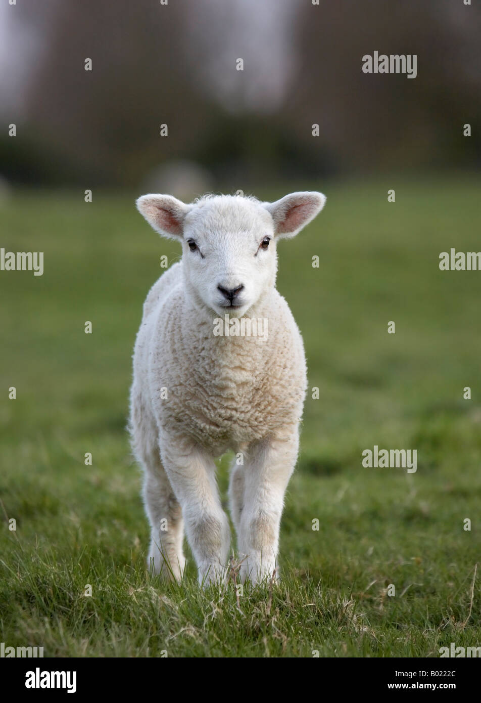 Cute spring lamb looking at camera Stock Photo - Alamy