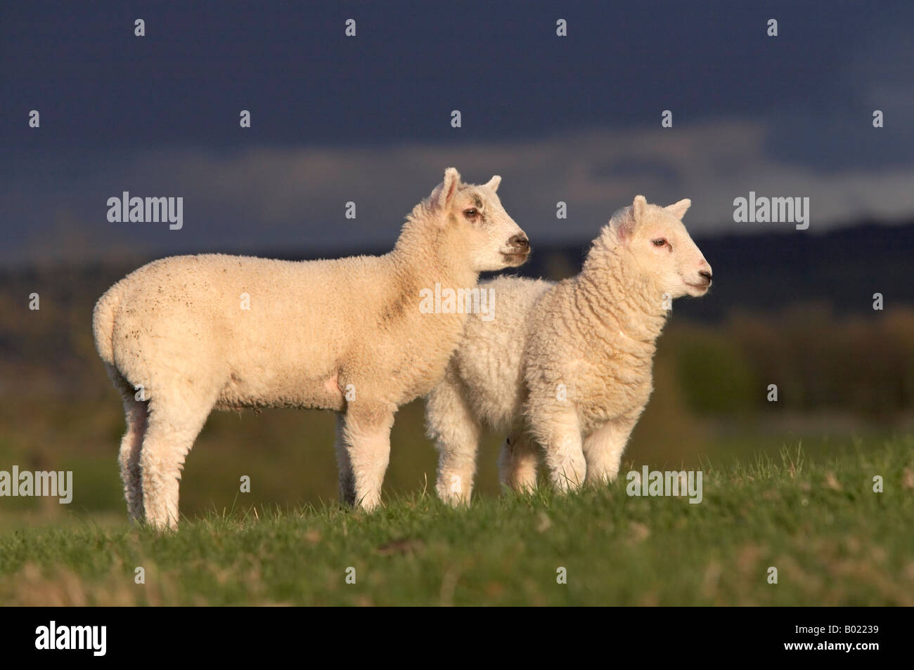 Two spring lambs Stock Photo - Alamy