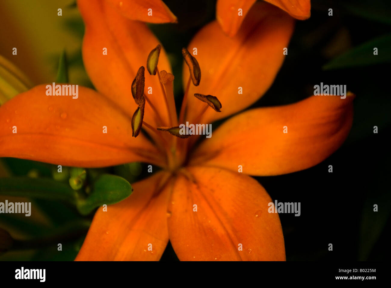 Asiatic lily 'Orange Pixie' Stock Photo - Alamy