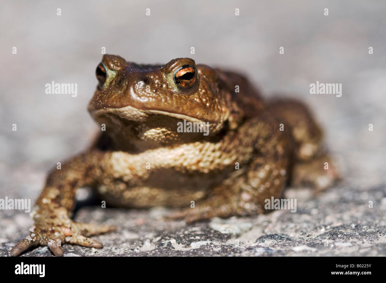Common toad in the road hi-res stock photography and images - Alamy