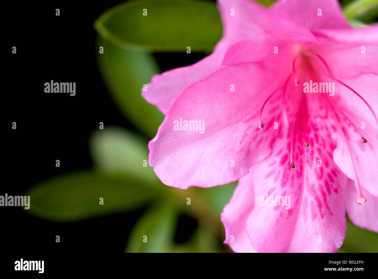 Pink azaleas hi-res stock photography and images - Alamy