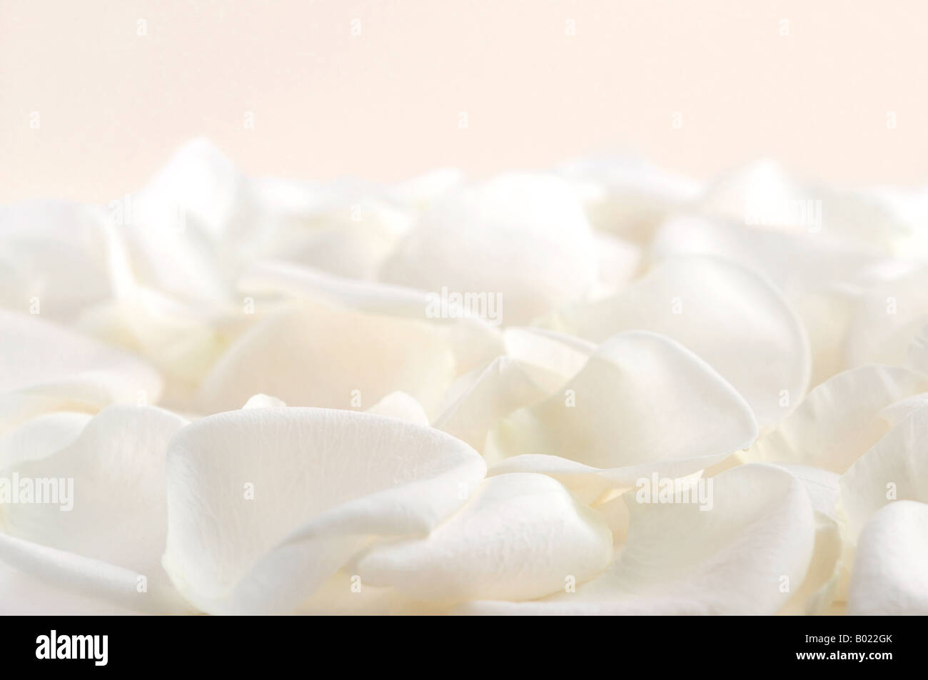 Abstract background of fresh white rose petals Stock Photo - Alamy