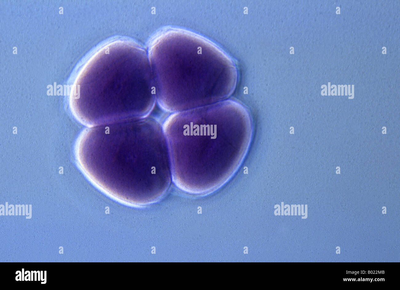 Blastomere hi-res stock photography and images - Alamy