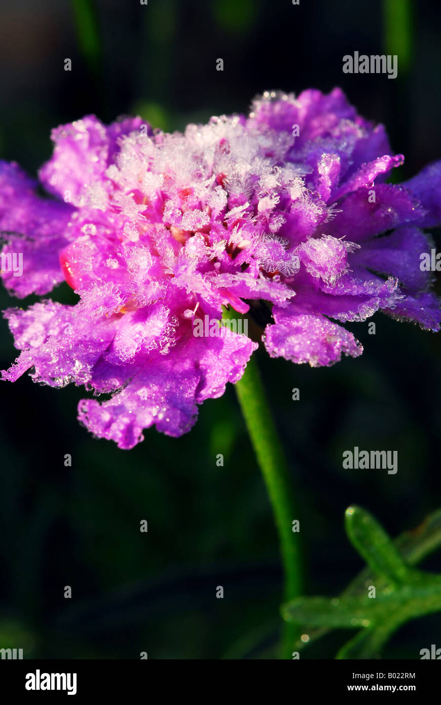 Flower petals in the snow hi-res stock photography and images - Alamy