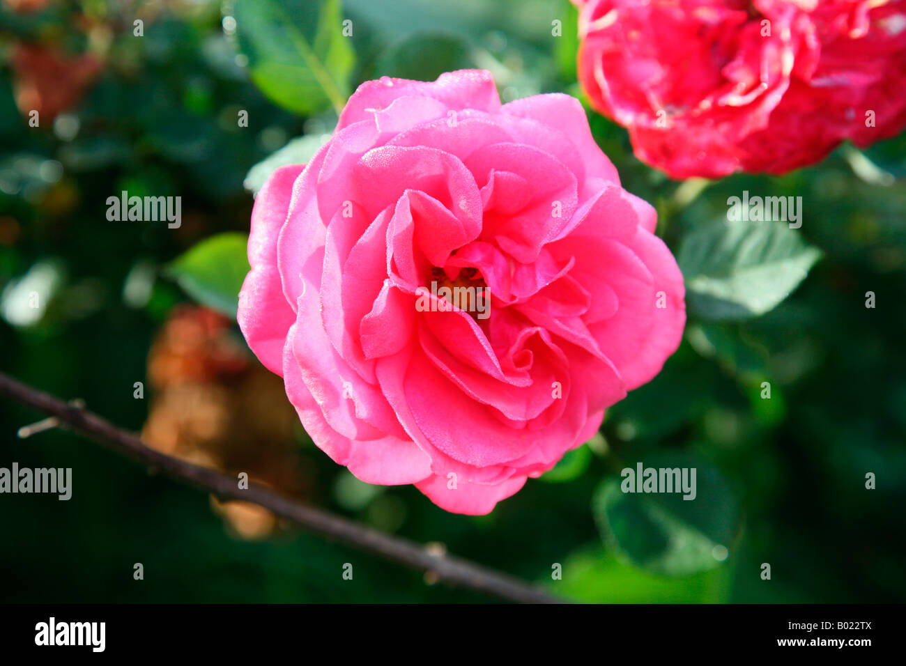 A pink rose Stock Photo - Alamy