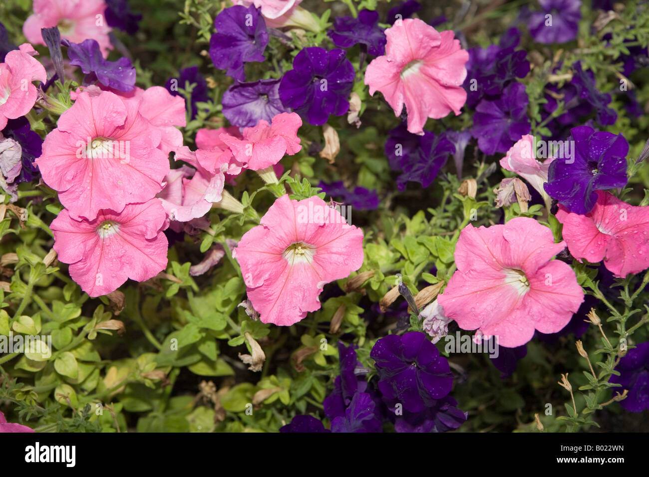 Pink and violet flowers Stock Photo - Alamy