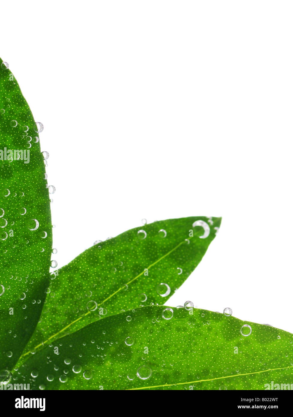 Green leaves in water isolated on white background Stock Photo - Alamy