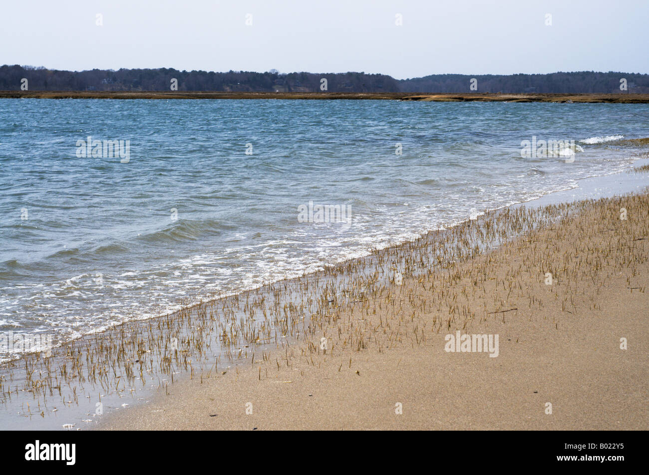 beach with "grass" growing out of the sand Stock Photo - Alamy