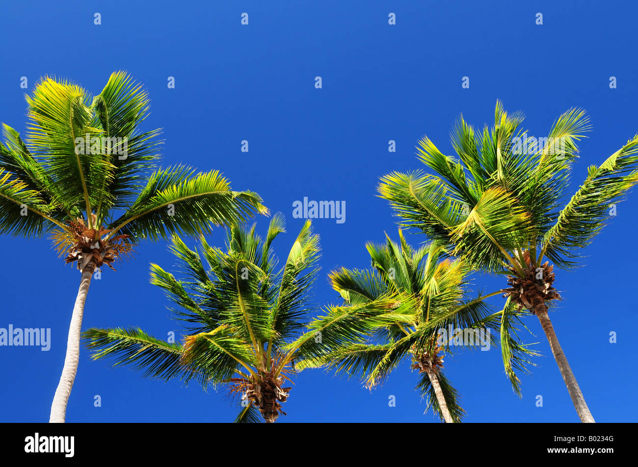 Background of bright blue sky with sunny palm tree tops Stock Photo - Alamy
