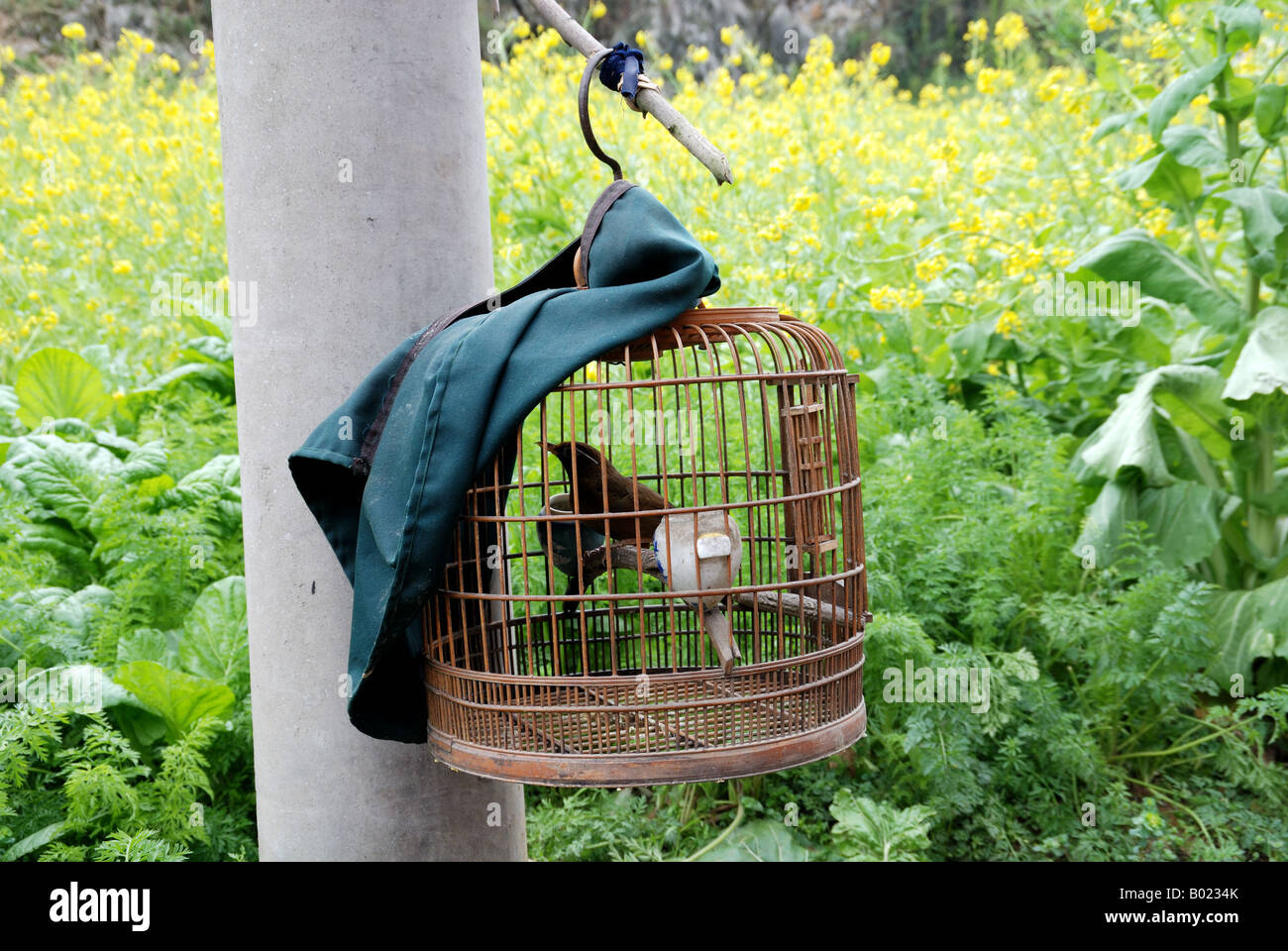 bird in a cage Stock Photo - Alamy