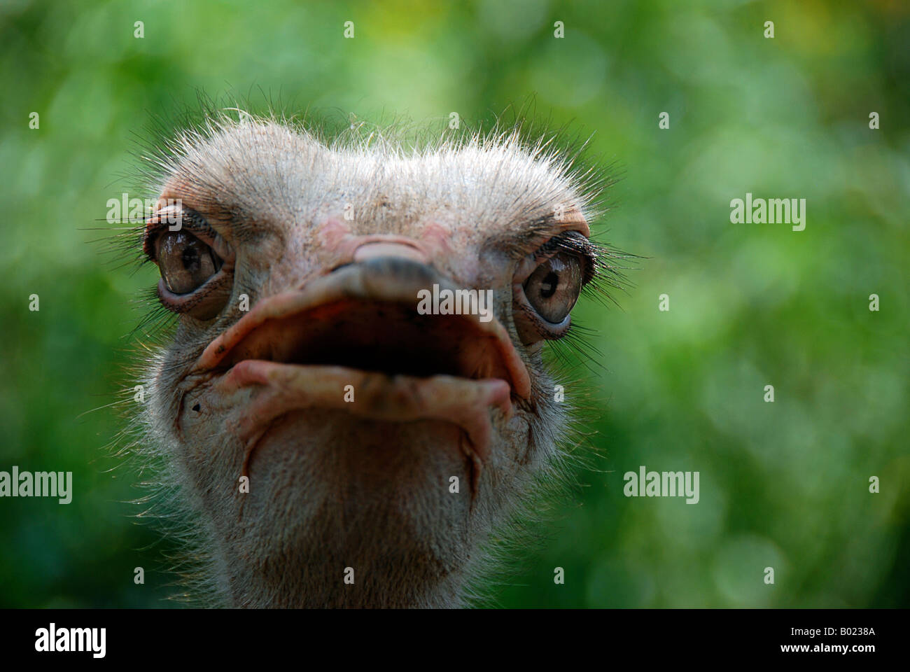 Thirsty stare glare look looking staring bulgy eyes hi-res stock ...