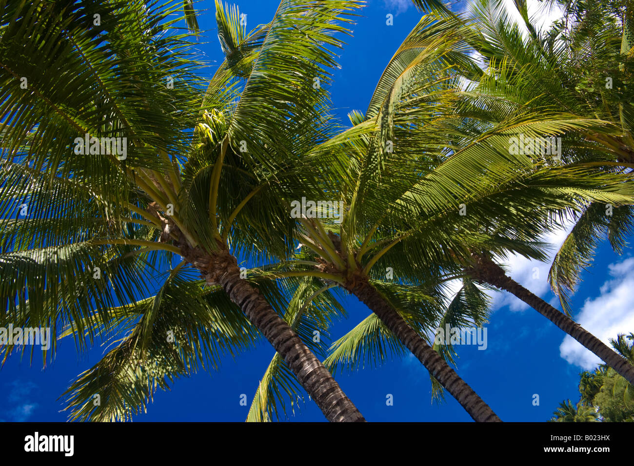 Angled view of palm trees hi-res stock photography and images - Alamy