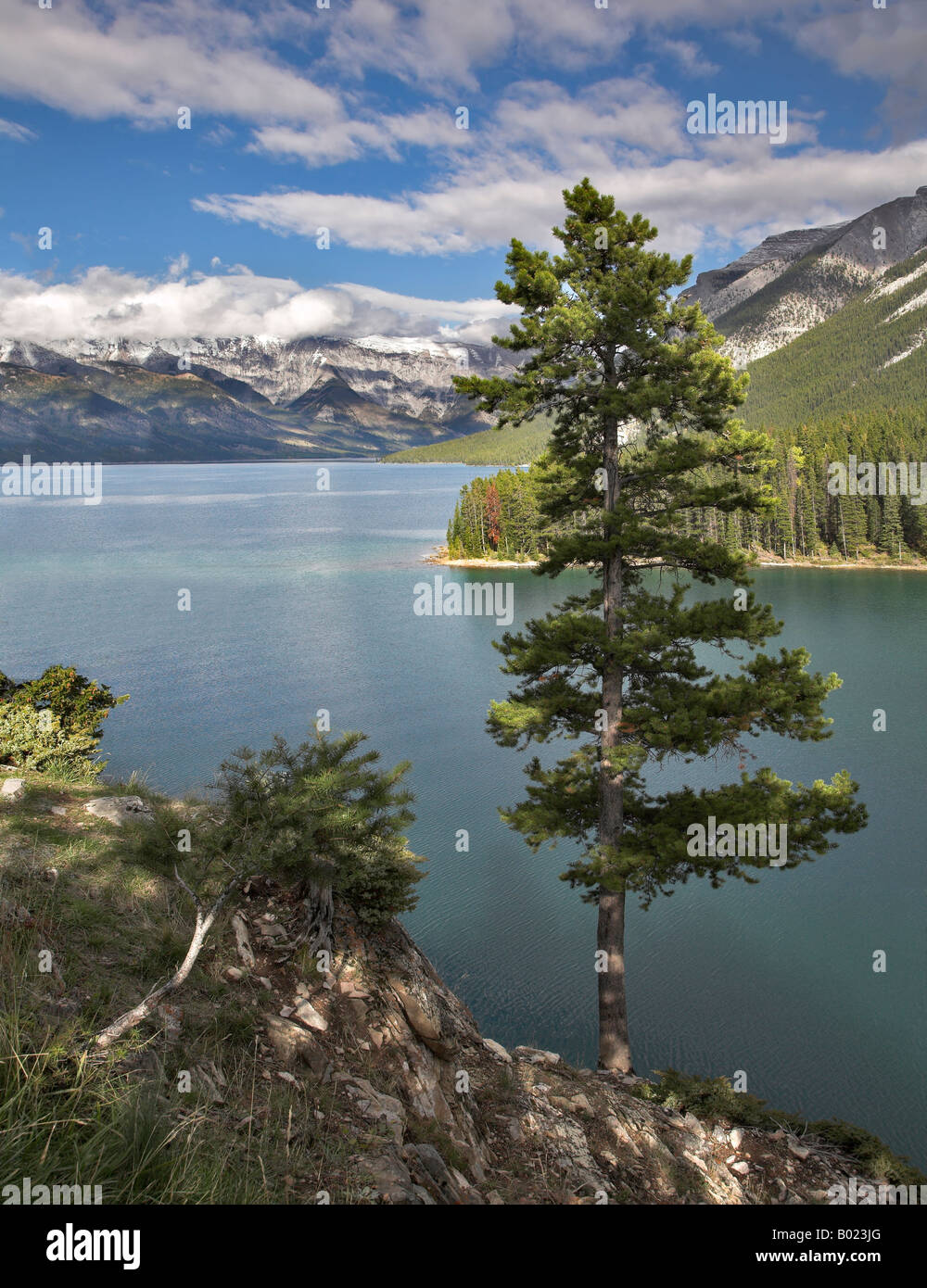 A lonely pine on abrupt coast of mountain northern lake Stock Photo - Alamy