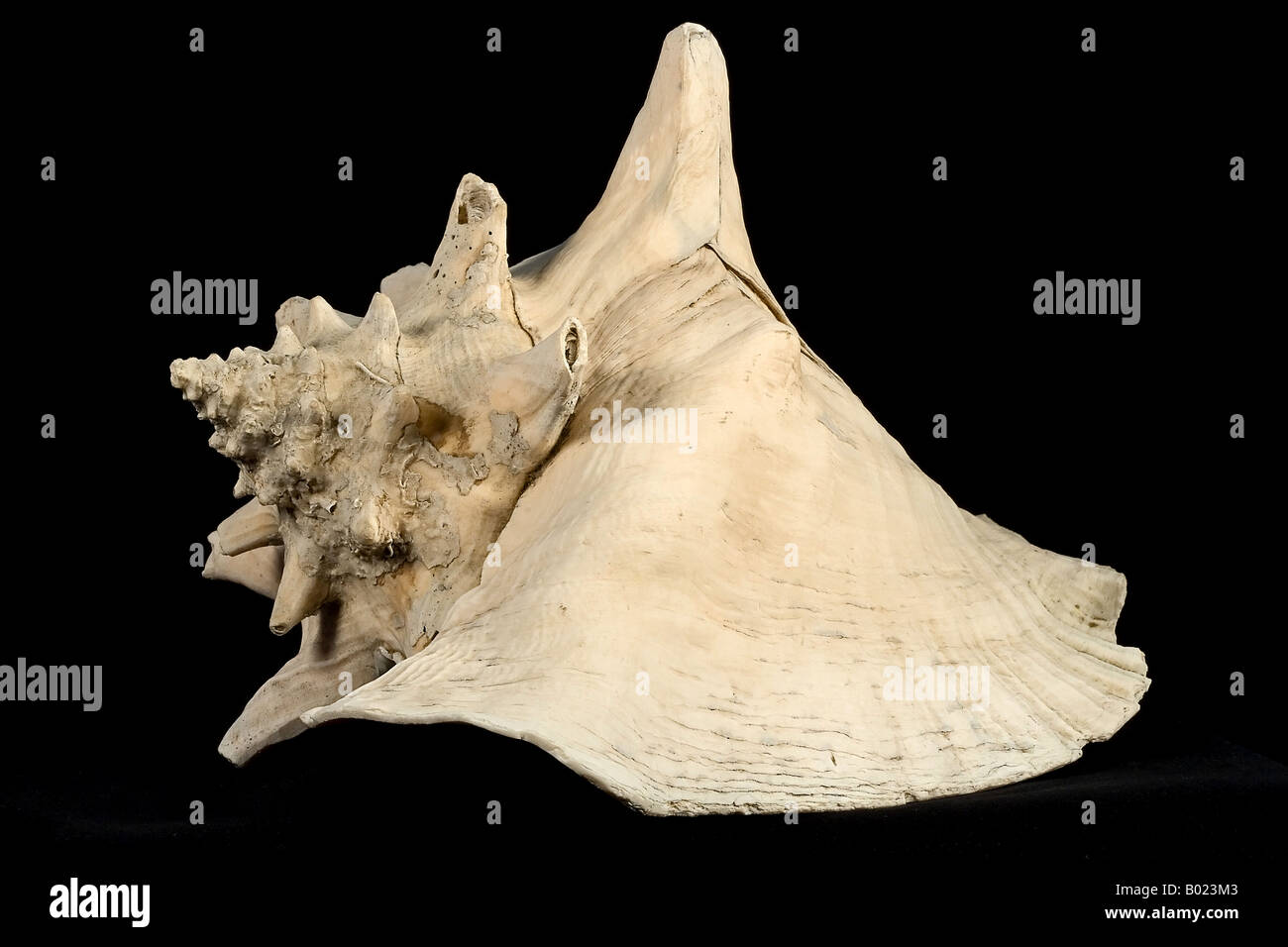 A large sea shell isolated on black Stock Photo - Alamy