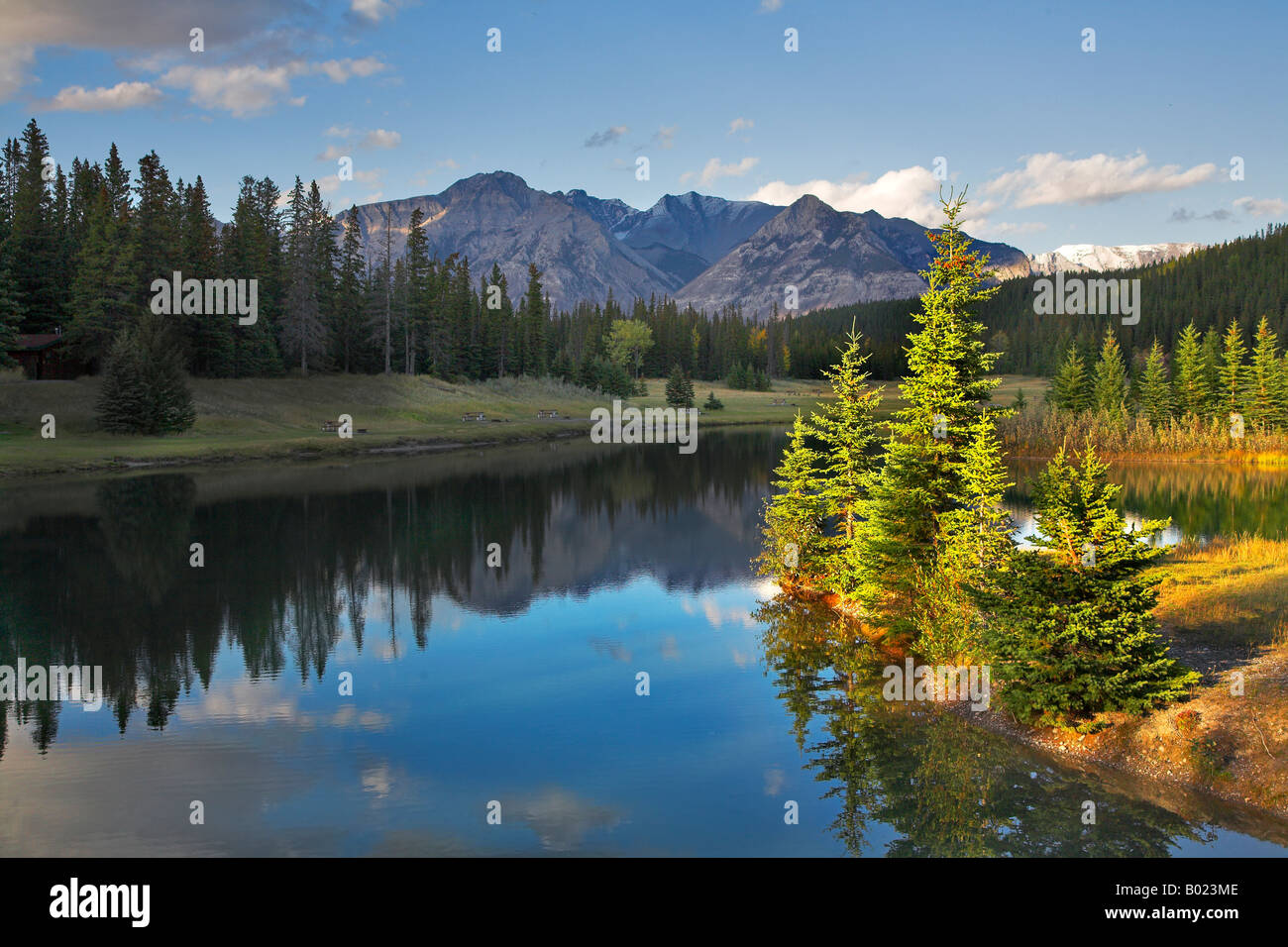 Canada fine tree grass hi-res stock photography and images - Alamy