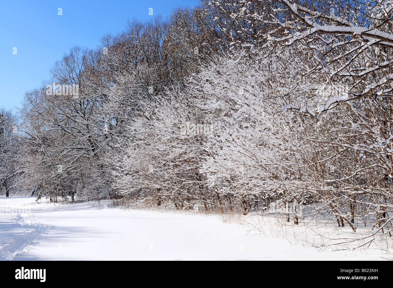 Winter landscape of a sunny forest covered with snow Stock Photo - Alamy