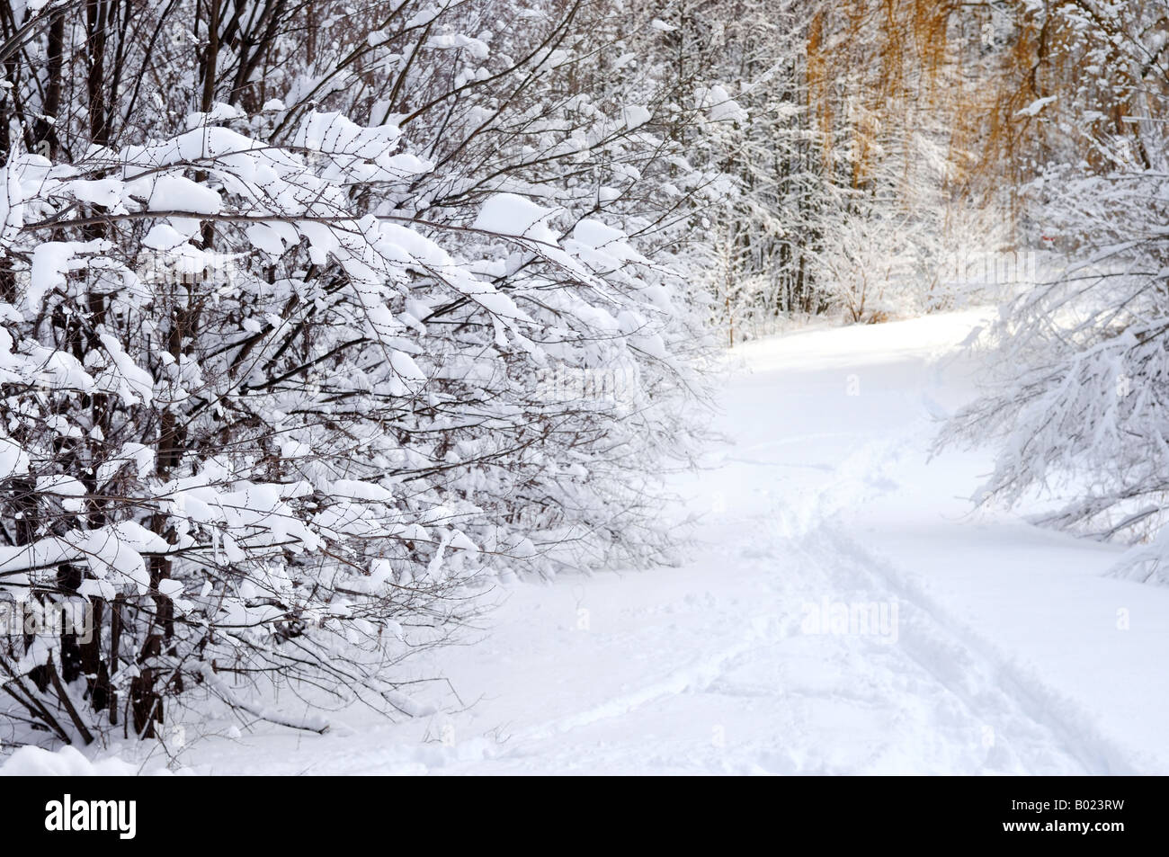 Path in winter forest after a snowfall Stock Photo - Alamy